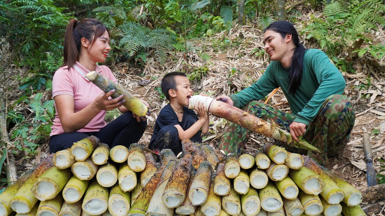 Harvesting bamboo shoots, the process of making smoked bamboo shoots ...