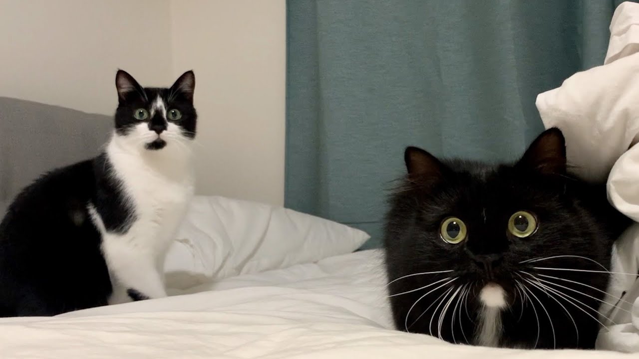 String theory for cats | Uni and Nami sister cats - YouTube