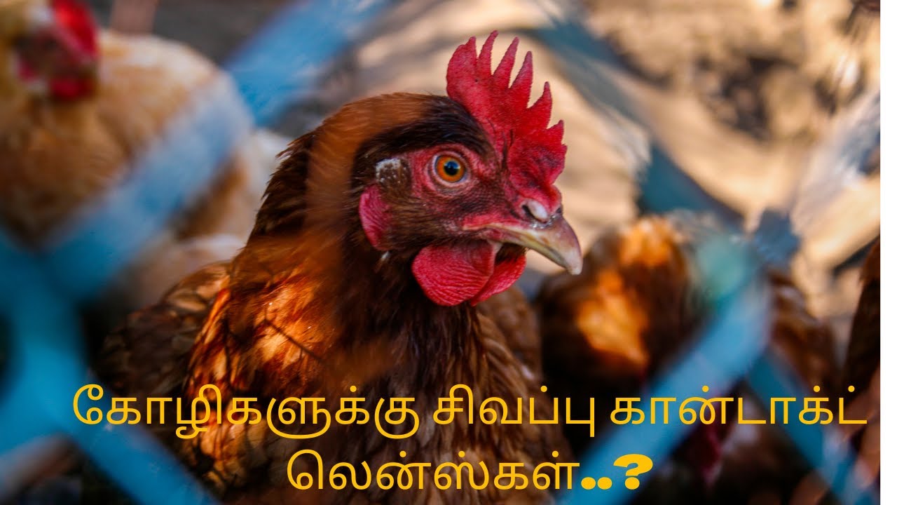 Red Contact Lenses for Chickens |கோழிகளுக்கு சிவப்பு கான்டாக்ட் ...