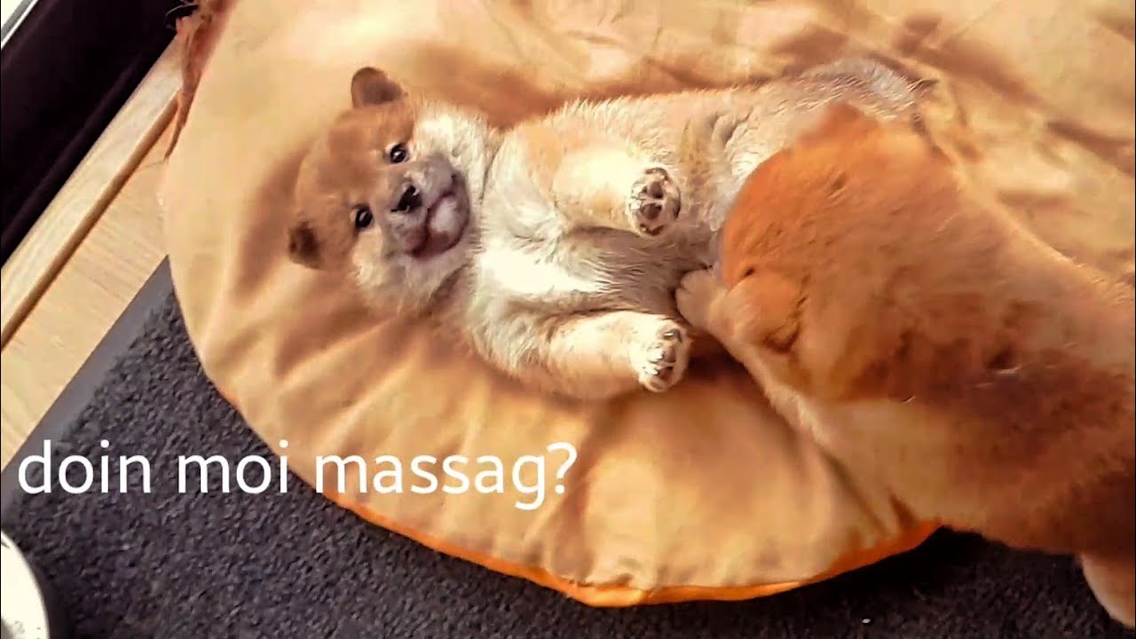 My life is potato. Ep 10 / Shiba Inu puppies - YouTube