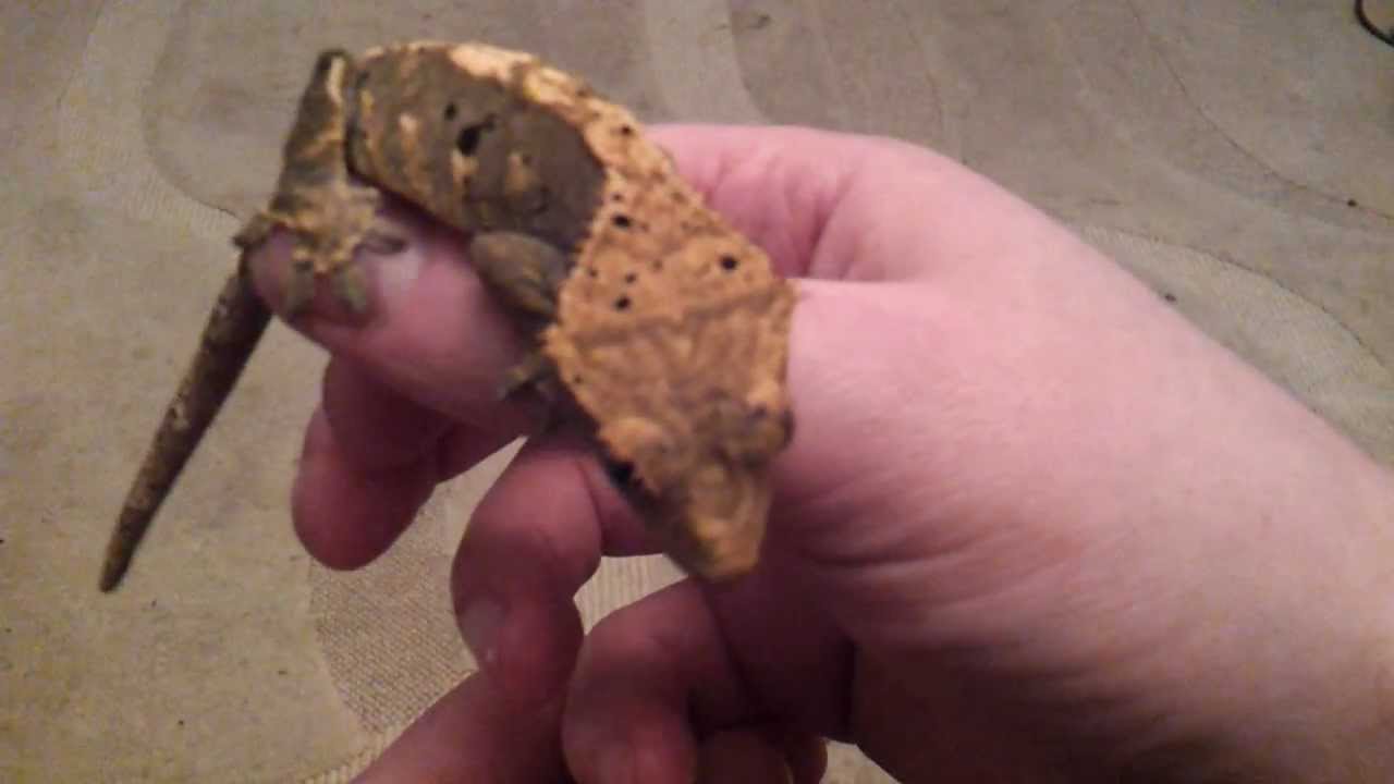 Crested Gecko Handling - YouTube