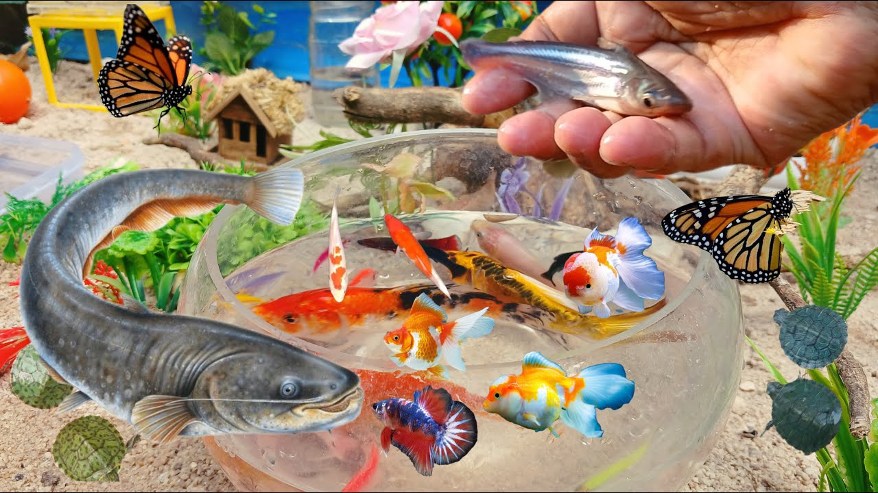 Cartoon Stop Motion ASMR - Believe This Fishing? Big Red fish Carp eel ...