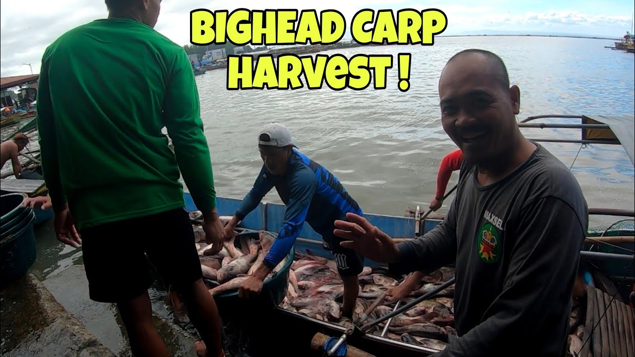 BIGHEAD CARP HARVEST IN LAGUNA LAKE NAKABAWI TAYO SA FISH CAGE - YouTube