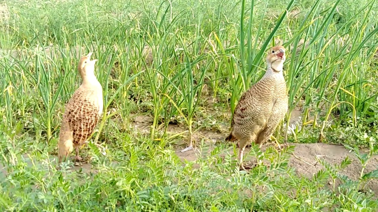 Teetar ki awaz | teetar awaz | teetar sound | gray francolin teetar ...