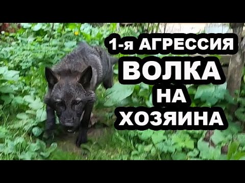 ВОЛК или ВОЛКОДАВ быстрее съест КУРИЦУ / Первая Агрессия Волка на меня