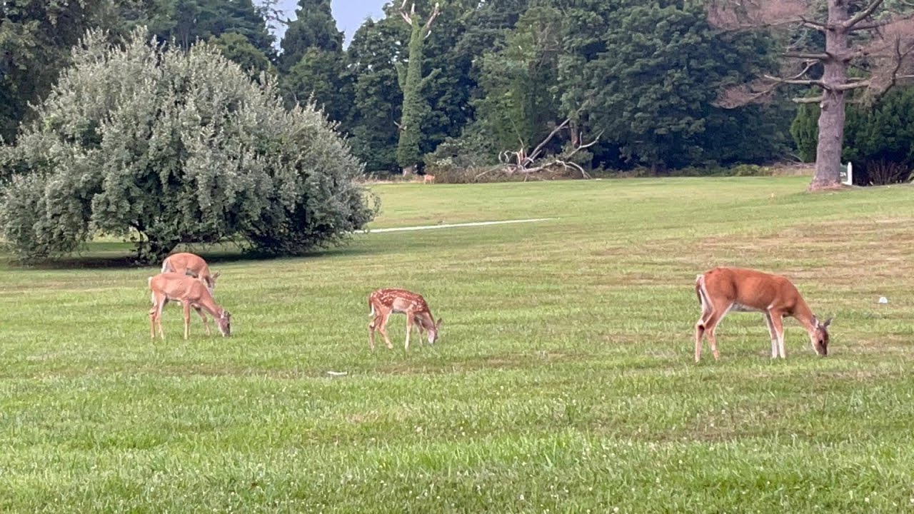 A Pretty Fawn - YouTube