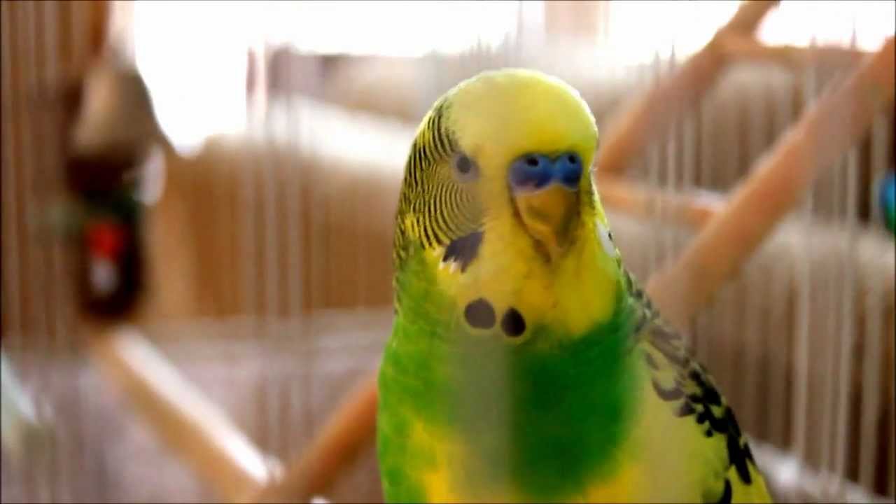 Canon Rebel T3 Test Video 2 - YouTube