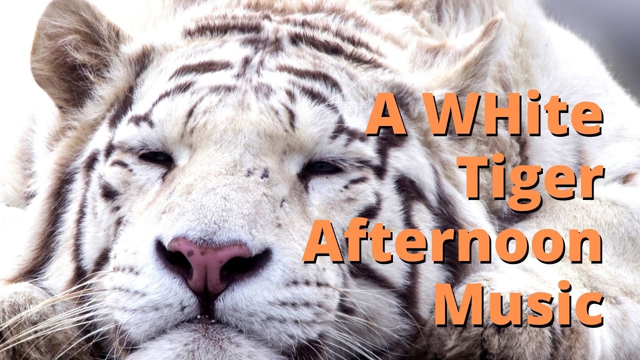 WHITE TIGER AFTERNOON MUSIC! RELAX AND BE CAREFREE LIKE A TIGER! - YouTube
