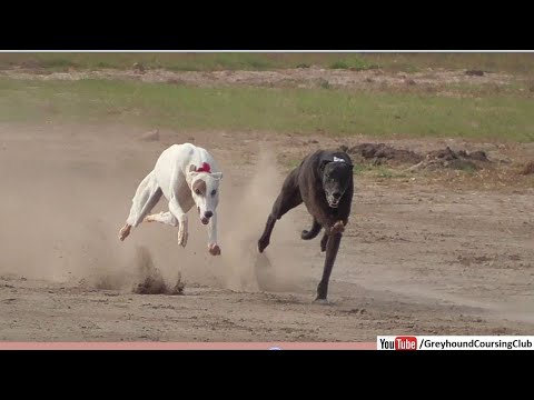 Greyhound dog race 2023 | Greyhound track race | racing dogs - YouTube