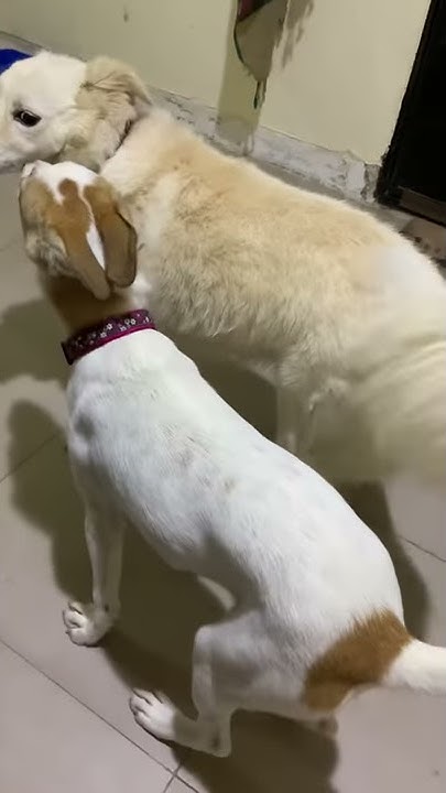 Baby chuchay - YouTube