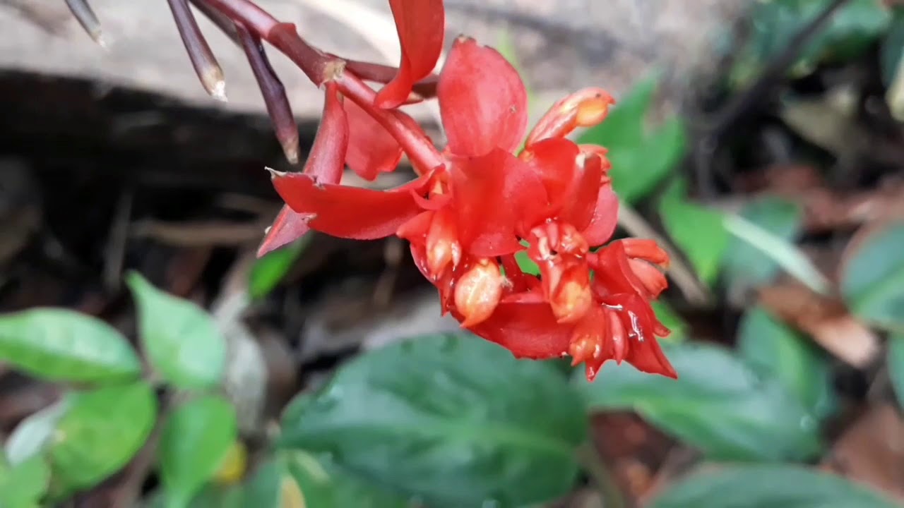 Belian Trail-Taman Negara Kubah - YouTube