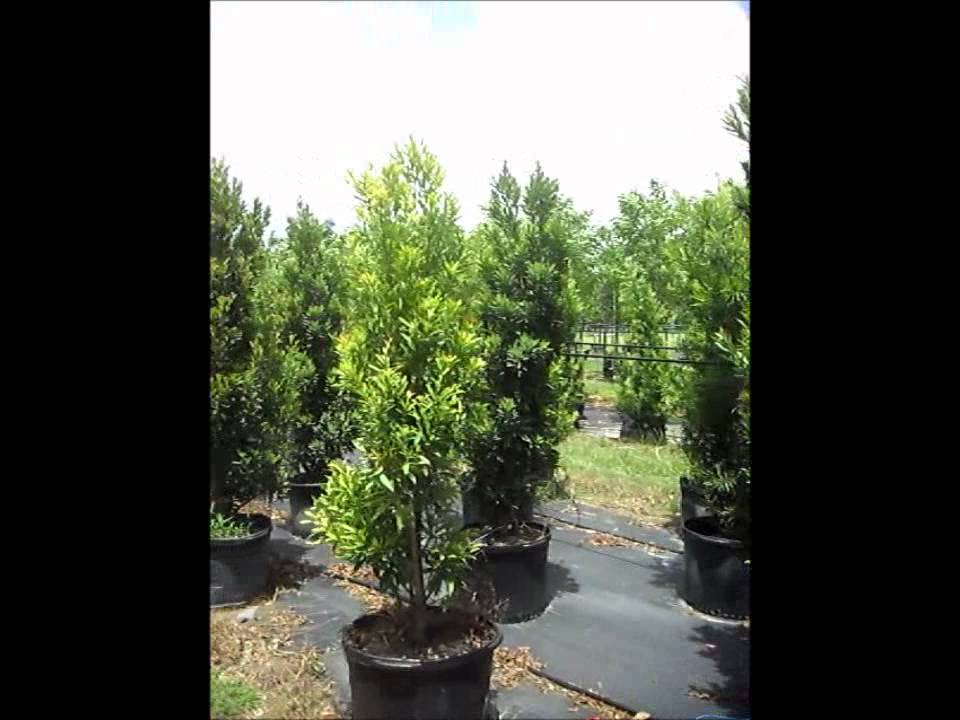 Japanese Blueberry Trees - Elaeocarpus decipiens - YouTube