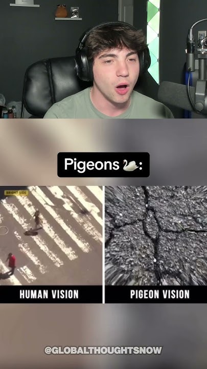 How Different Animals See The World! 😨 - YouTube