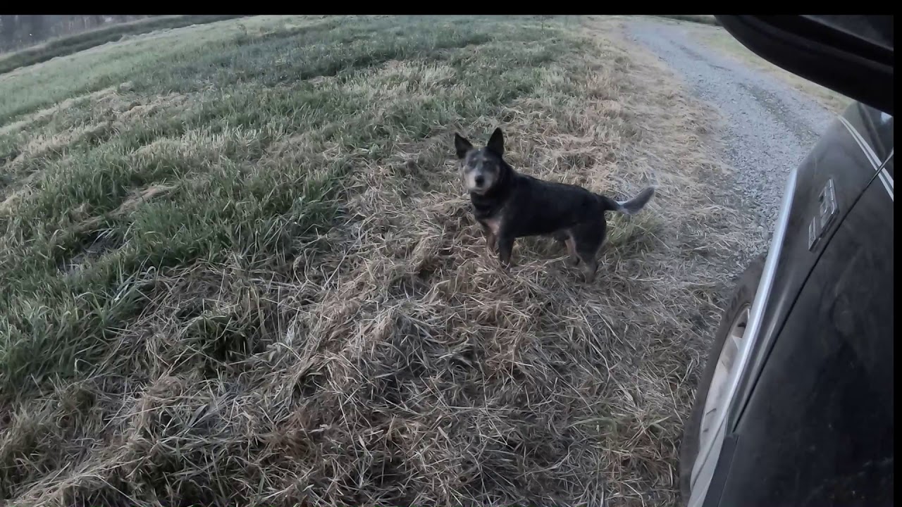 Dingo chasing a cow back into the fence area!!!!! - YouTube