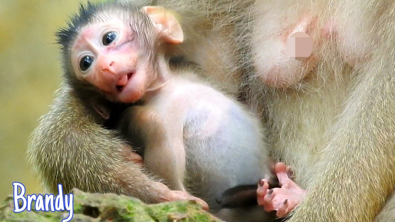 THIS IS THIRD DAYS ACTION OF MOM ROSE WITH BABY BRANDY WHAT HAPPEN ON ...