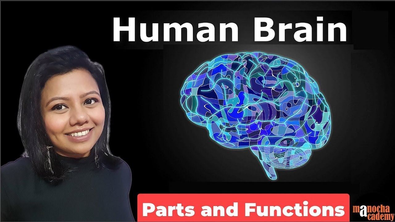 Human Brain Parts and Functions - YouTube