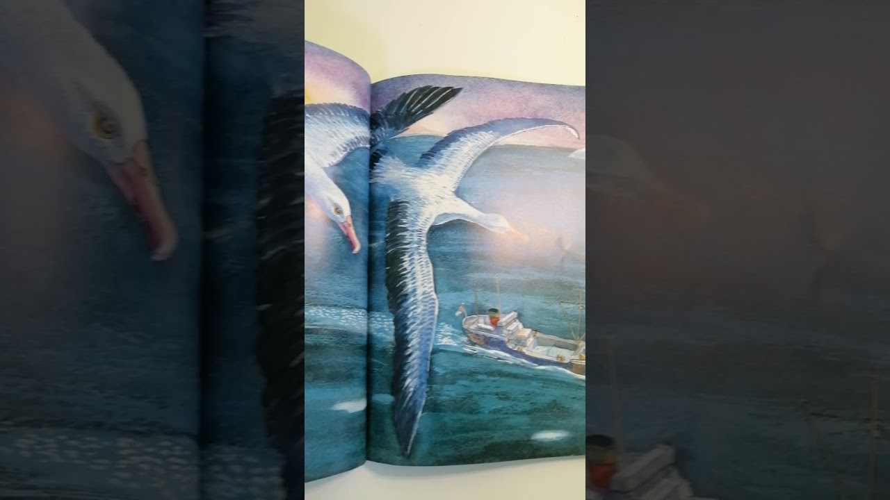 Little Albatross written by Michael Morpurgo and illustrated by Michael ...