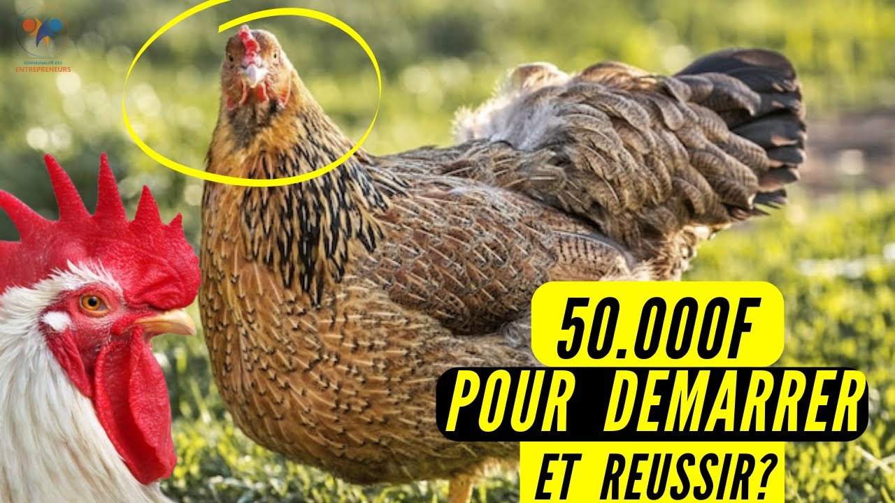Choses à SAVOIR Sur L'élevage Des POULETS GOLIATH (GAGNEZ, 53% OFF
