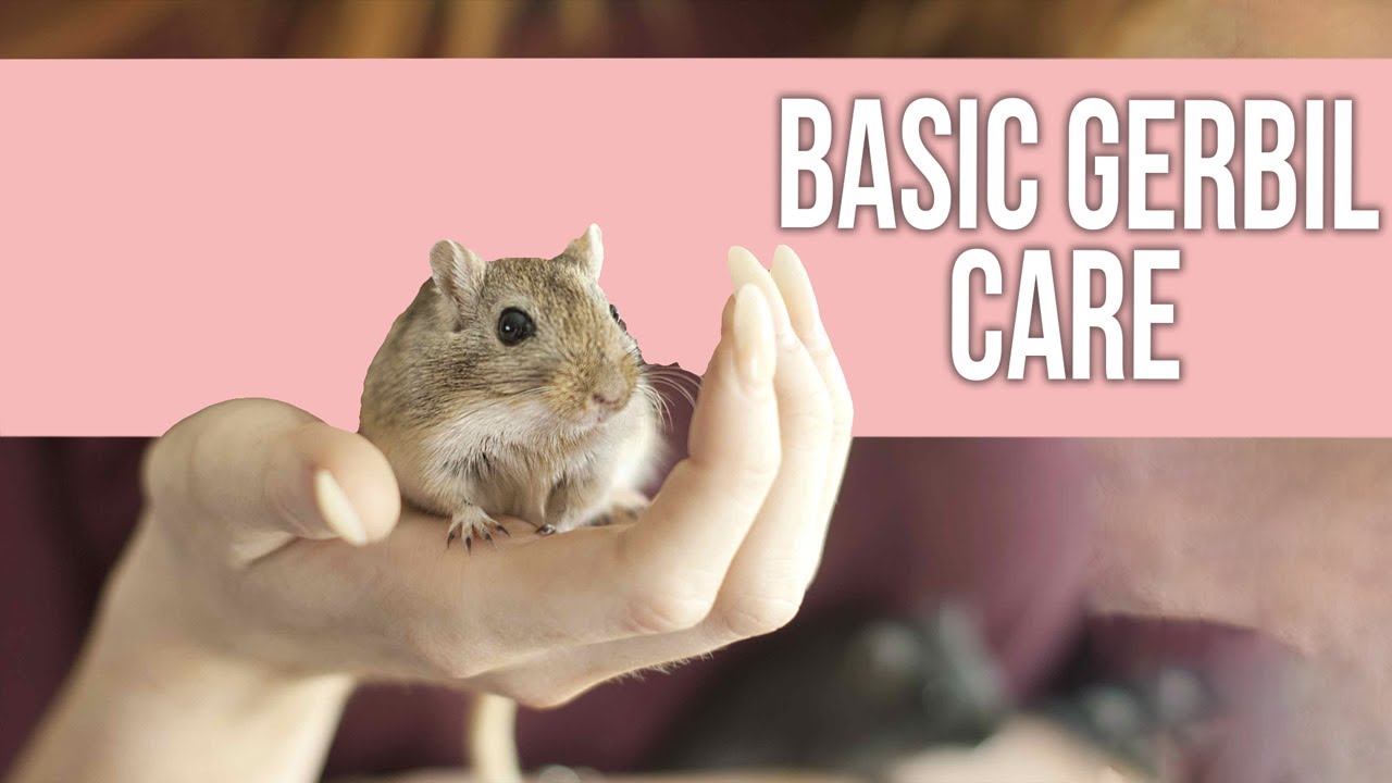 Basic Gerbil Care Guide for Beginners - YouTube