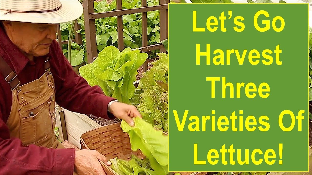 Let's Go Harvest Three Varieties of Lettuce! - YouTube