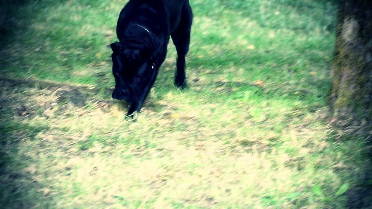 Cane Corso Dogs In Oregon - YouTube