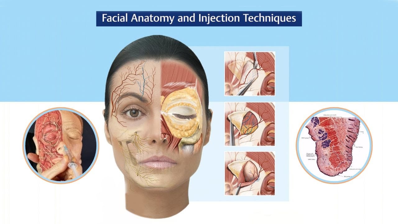 "The Skin Function Anatomy and Aging: Mastering Facial Injections for ...