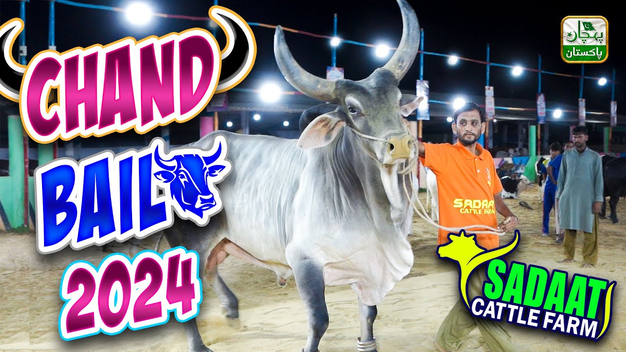 Chand Bail 2024 | Bakra Eid Special 2024 | Jameel Memon Cattle Farms ...