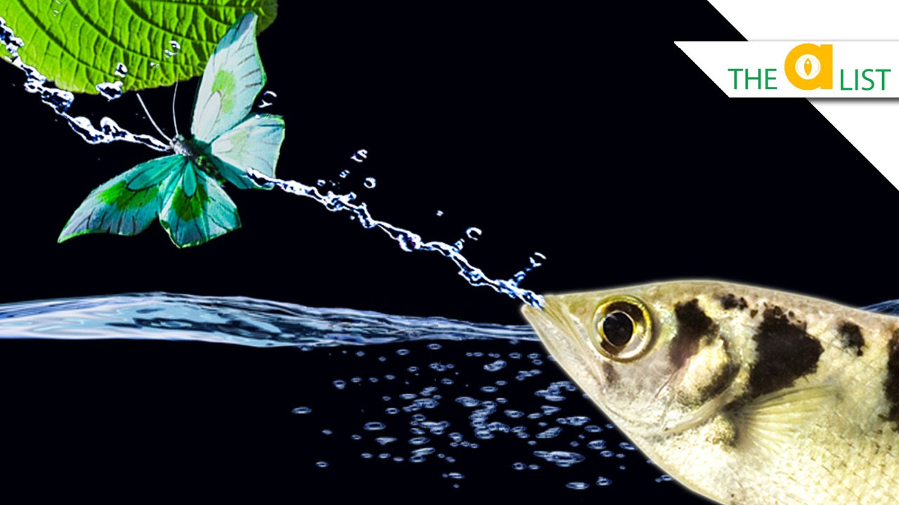 Top 3 Animals with the Deadliest Aim - YouTube