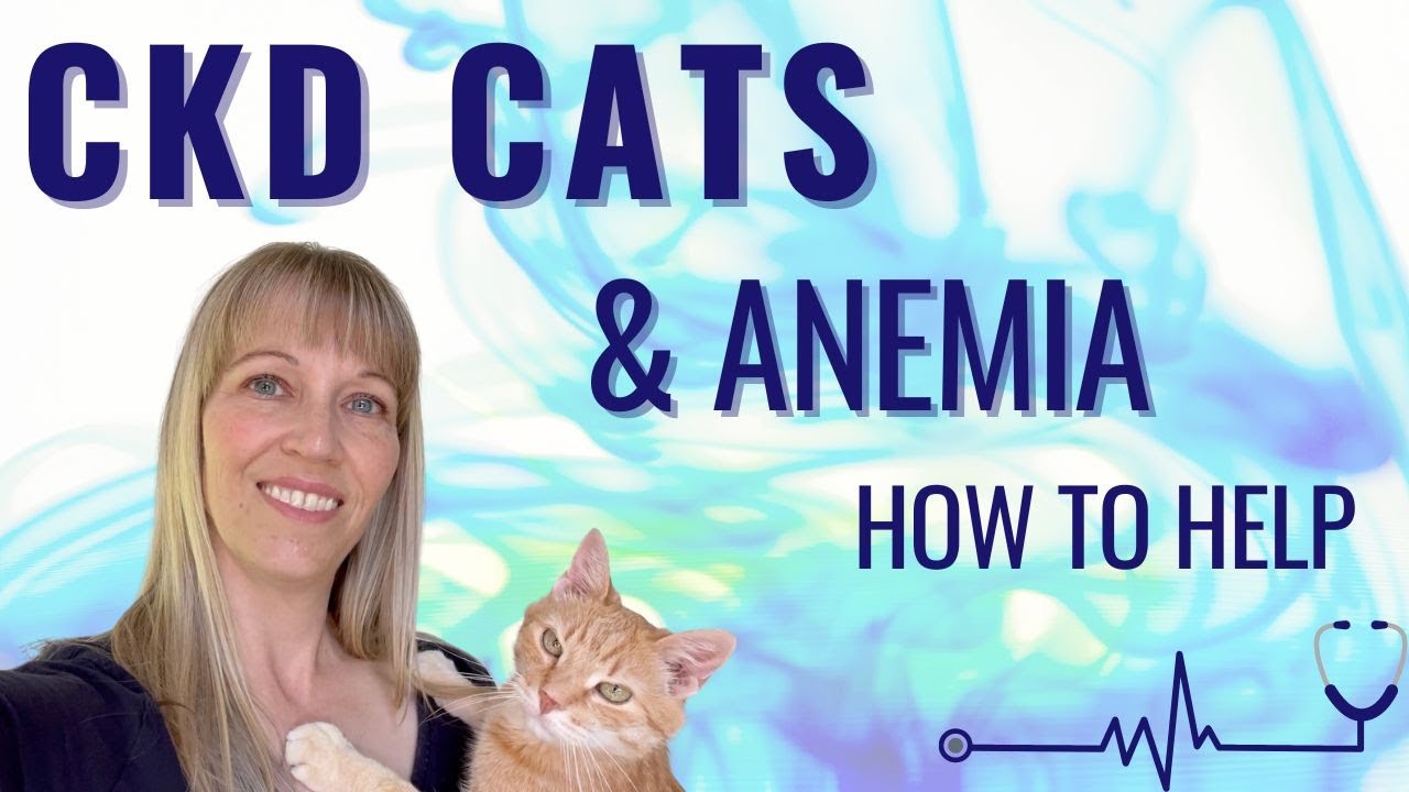 Varenzin-CA1 for cat kidney disease - YouTube