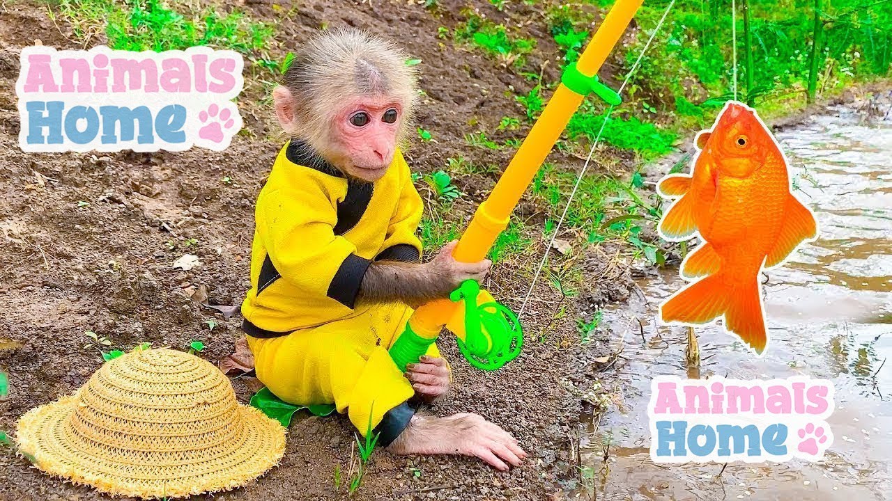 🔴 BiBi Animals Home Live 24/7 | Baby monkey BiBi goes fishing to feed ...