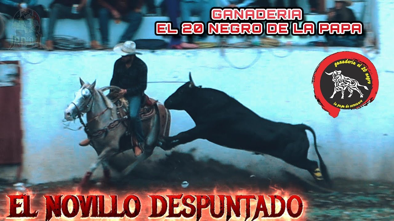 Se Salv0 Que Toro El Novillo Despuntad0 De La Papa de Cerecuaro En ...