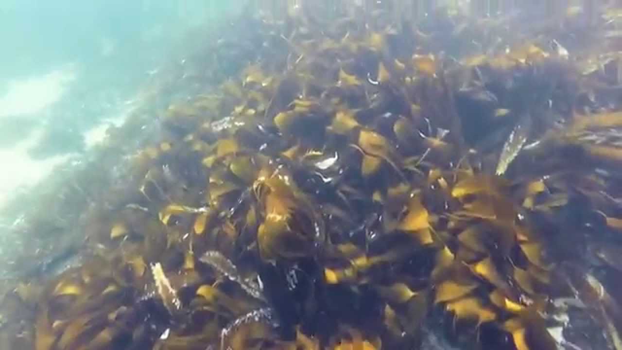 Marine Life of the North Sea at Dornoch beach, Scotland - YouTube