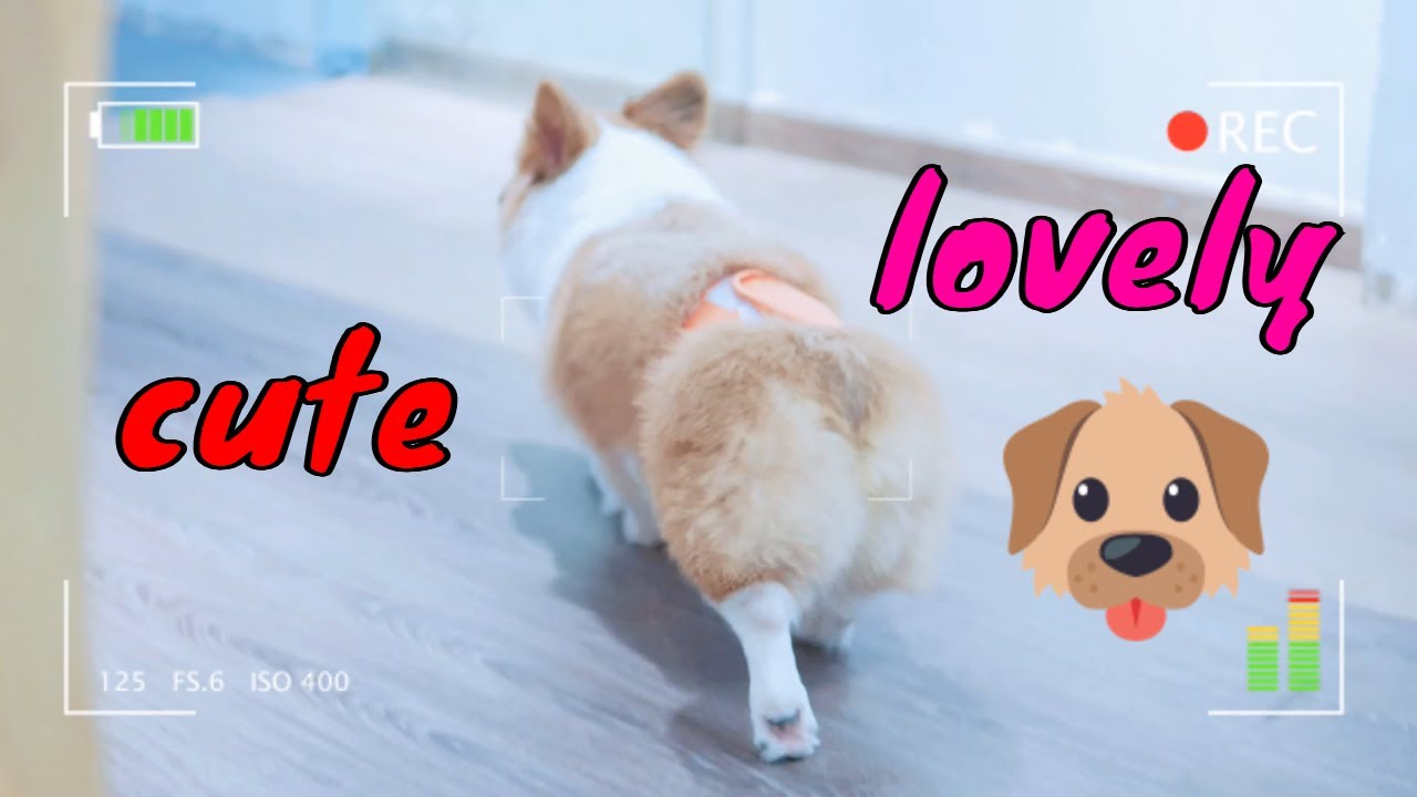 Beautiful Dogs and Puppies Playing Together - Cute Pet Moment | Viral ...