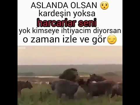 Aslanda olsan kardeşin yoksa harcarlar seni=yok kimseye ihtiyacım diyorsan o zaman izle ve gör 😐😐