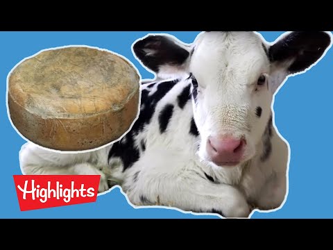 How Cheese Is Made! | Ever Wonder? | Highlights Kids