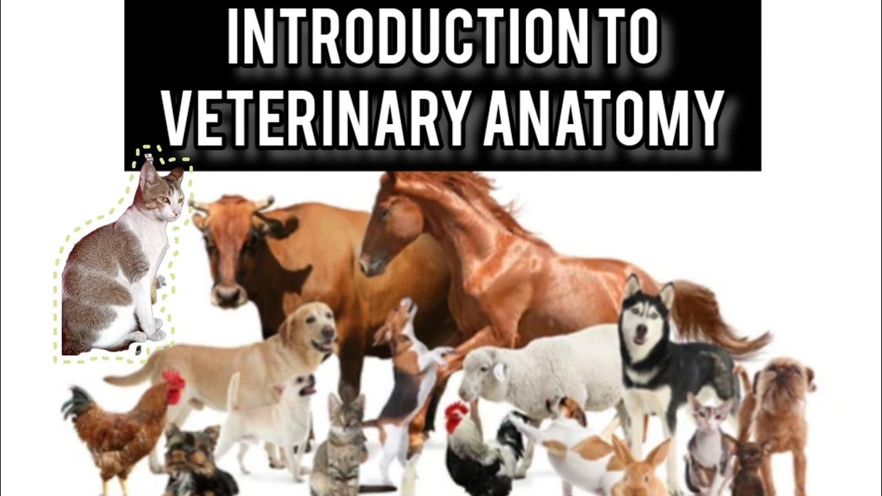 Veterinary Anatomy lecture1| Veterinary Anatomy -1#vetlifenihal - YouTube