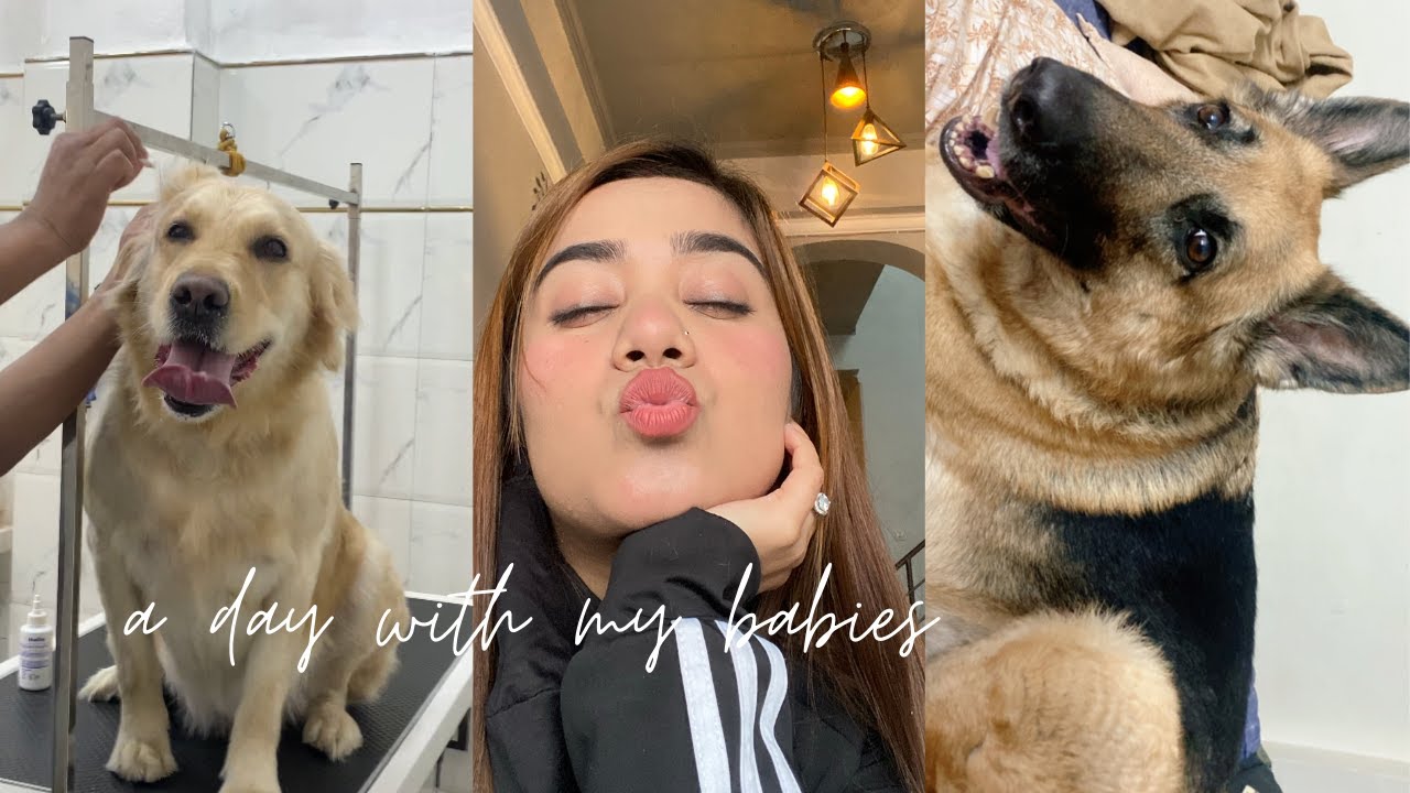 Meet my fur babies | zelda and bella | vlog | Delhi | Himani Mehta ...