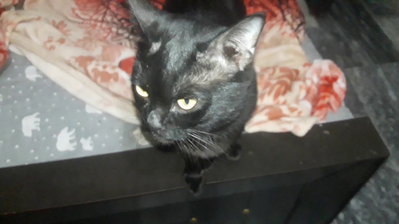 animals rescue foundation Lahore - YouTube