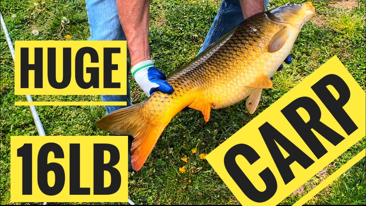 River Fishing 🎣 | Almost 16lb Carp - YouTube