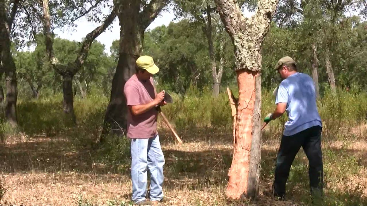 Cork Harvest - YouTube