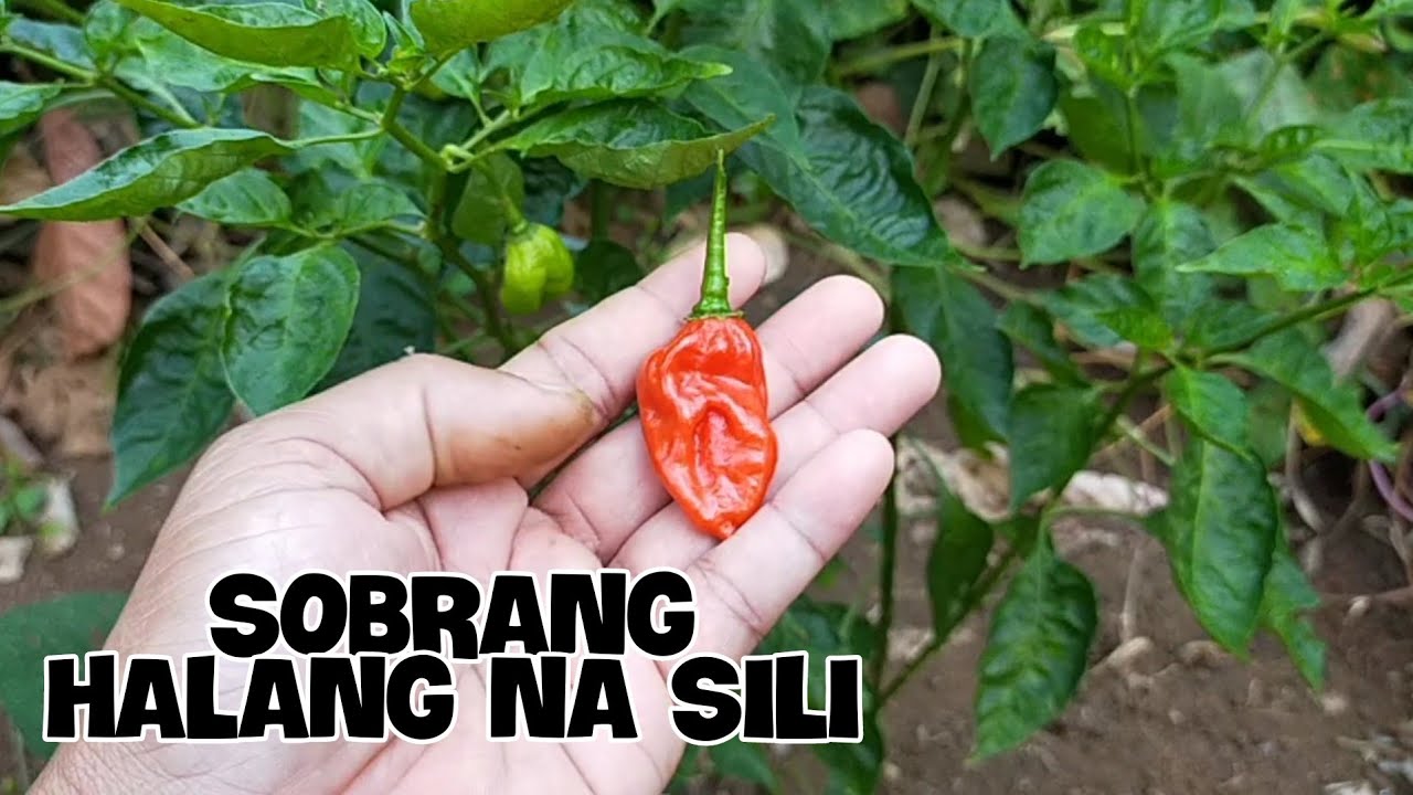 SILING 'DIABLO' SUPER ANGHANG - YouTube