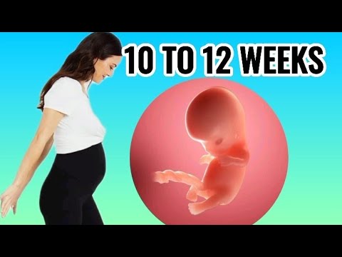 WEEK BY WEEK PREGNANCY, 10 TO 12 WEEKS FETAL DEVELOPMENT | KNOW THE ...