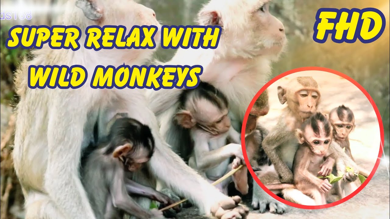 Super Relax of Wild Monkeys Life | Animals&Birds168 - YouTube