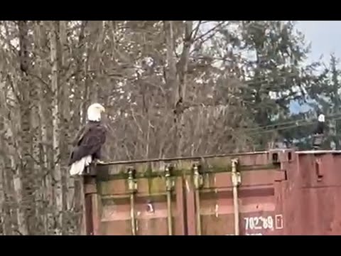 Bald Headed Eagles & Raven Duncan Vancouver Island Dump - YouTube