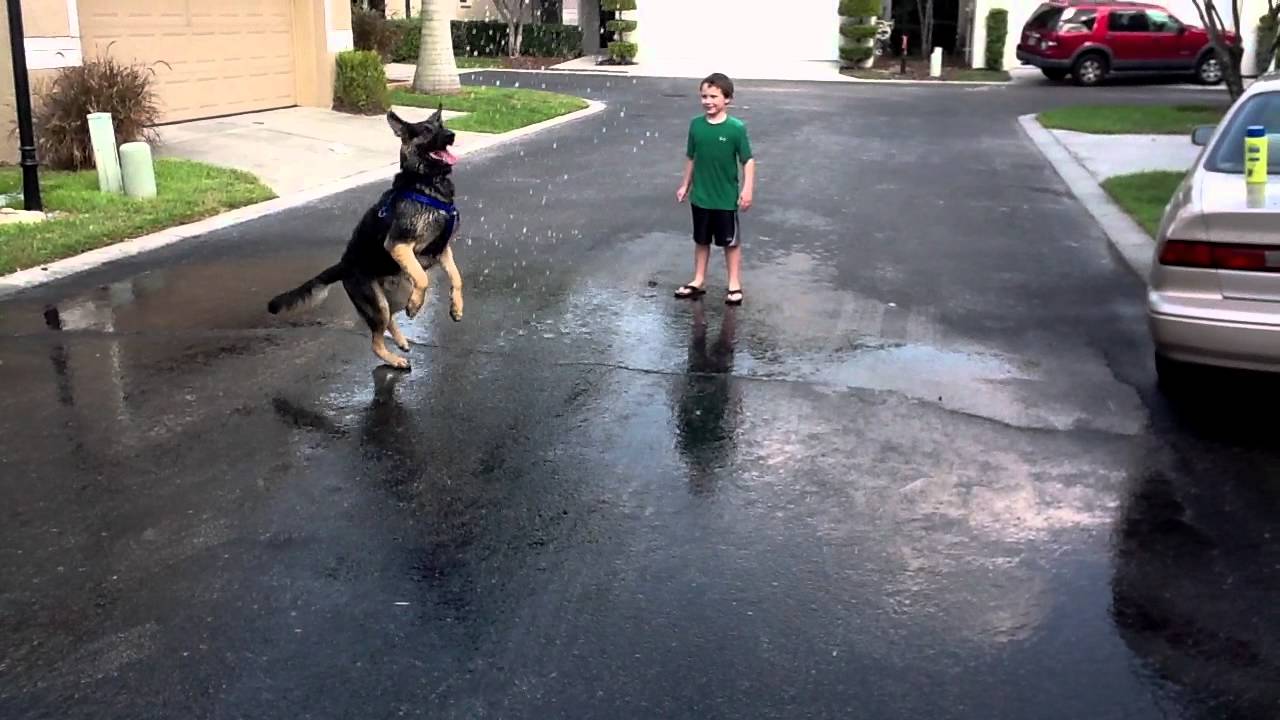 German Shepherd Land Shark - YouTube