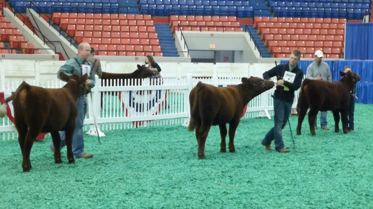 National Red Poll Show 2016, Part 1 - YouTube