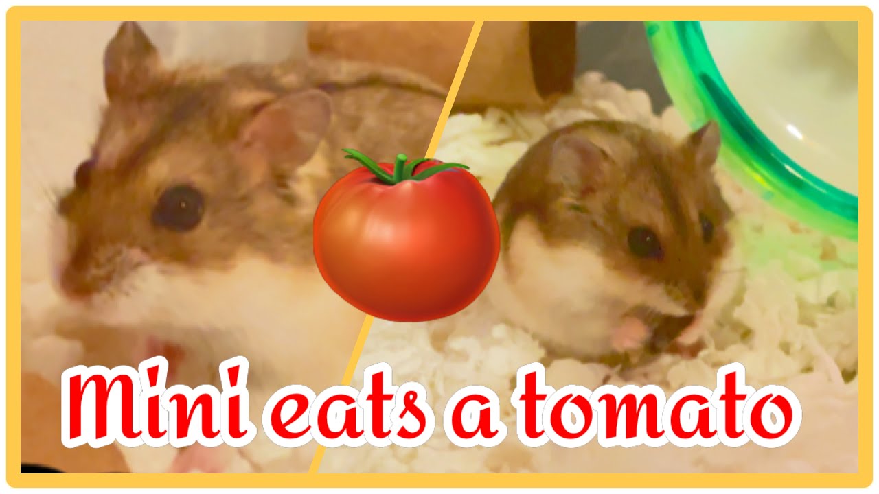 My hamsters snack|Mini eats a tomato!!|My hamster likes tomatoes - YouTube