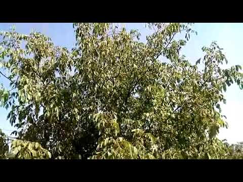 Akhrot Ka ped Asara ASLAM - YouTube