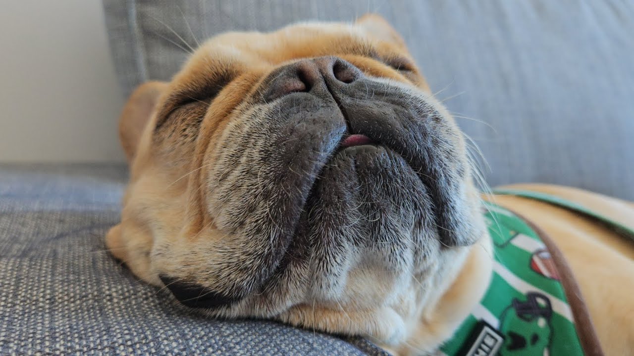 [4K ASMR] 🎧 Snoring ASMR 😴 Napping With Me at Home 🏡 in Barcelona 🇪🇸 ...