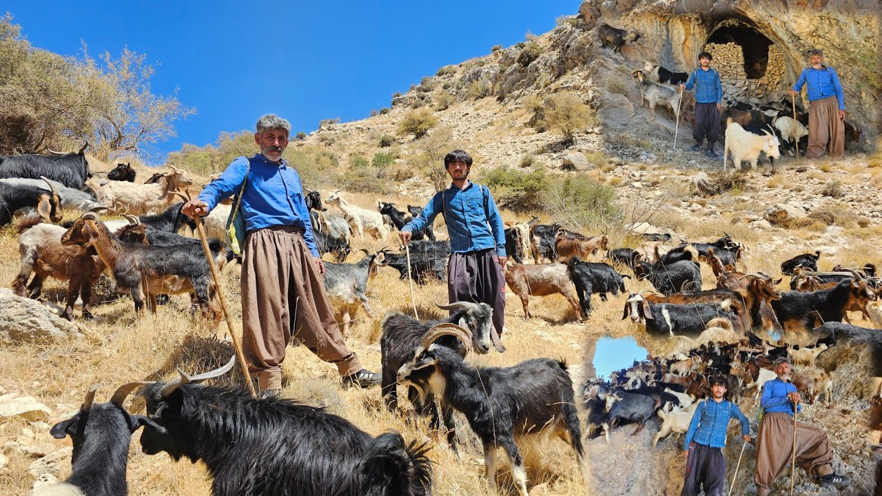Epic real nomadic life: herding goats on dangerous mountain trails and ...